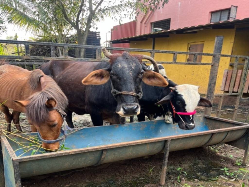 Parnakuti - Acer of Tradition